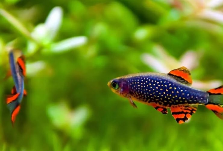 Ryba kosiarka (grubowarg syjamski) - opis, hodowla, cena, opinie - Ja i Dom